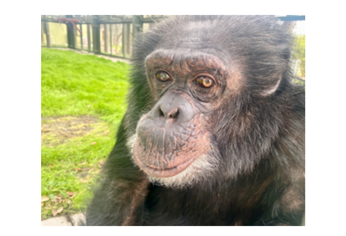 マイケル・ジャクソンの親友バブルス君 今年で41歳に | News Everyday