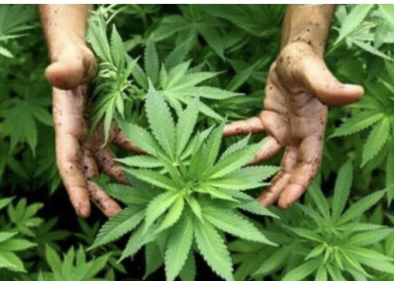 スペインが医療目的での大麻の使用を合法化 | News Everyday